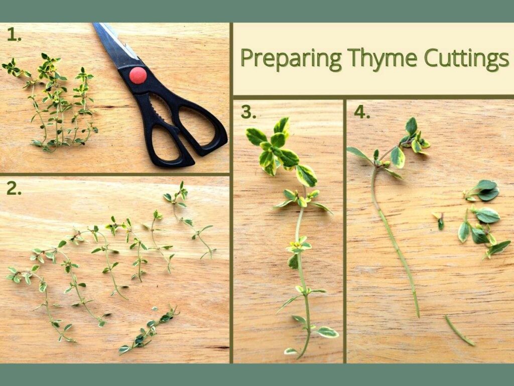 All You Need to Know About the Propagation of Thyme Cuttings