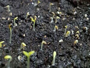 Guide to Planting Chamomile Seeds: 3 Easy Methods