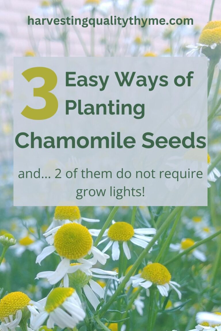Guide to Planting Chamomile Seeds: 3 Easy Methods